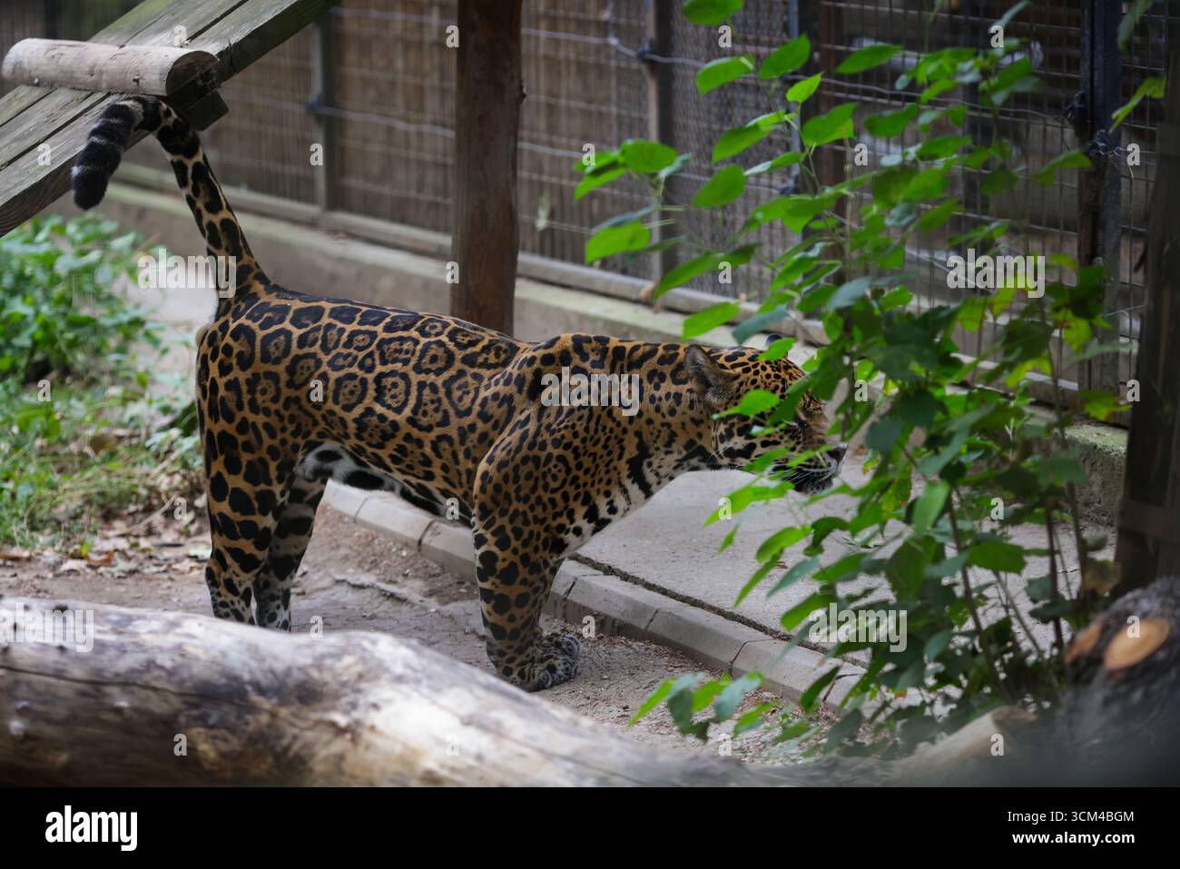 A jaguar (Panthera onca) inside a caged enclosure in an Eastern ...