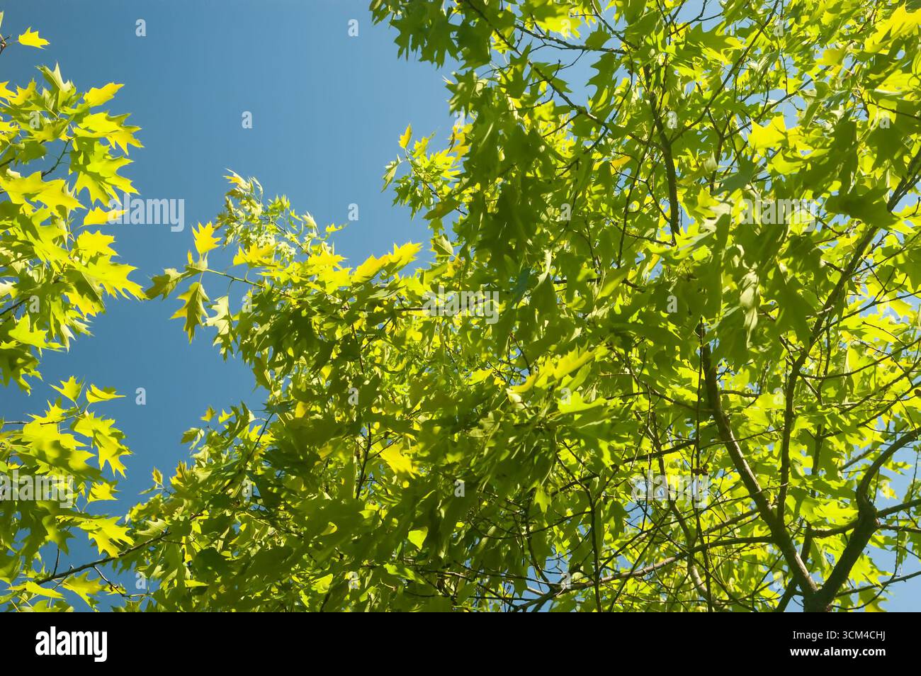 Sharp lobes hi-res stock photography and images - Alamy