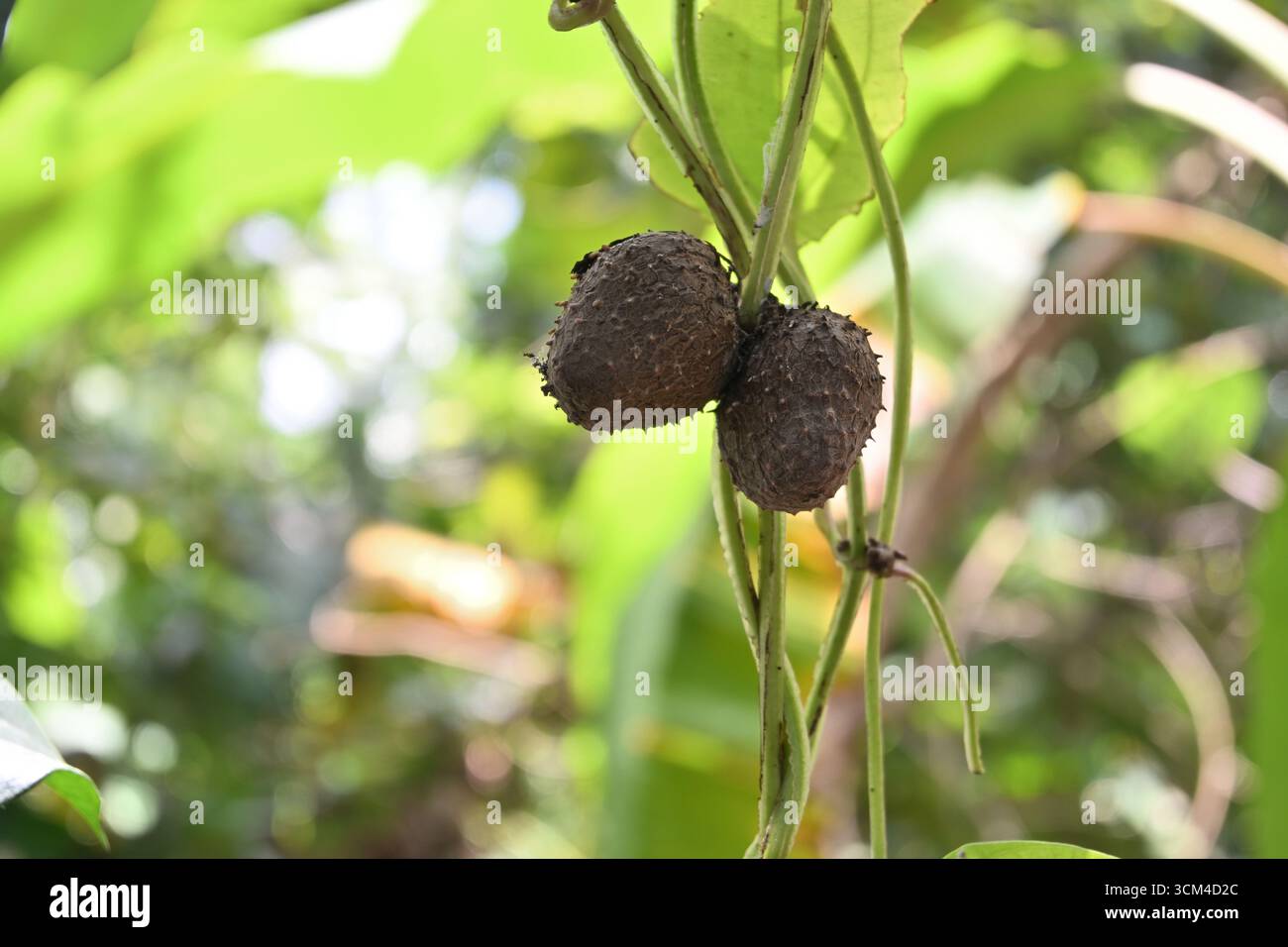 Yam vine aerial tubers hi-res stock photography and images - Alamy