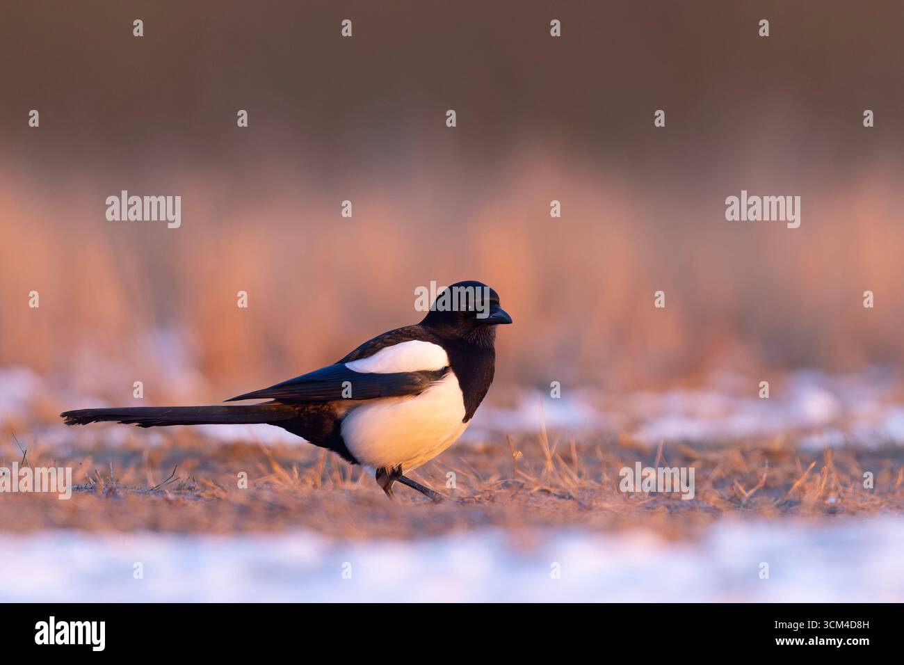 Beautiful birds in nature hi-res stock photography and images - Alamy