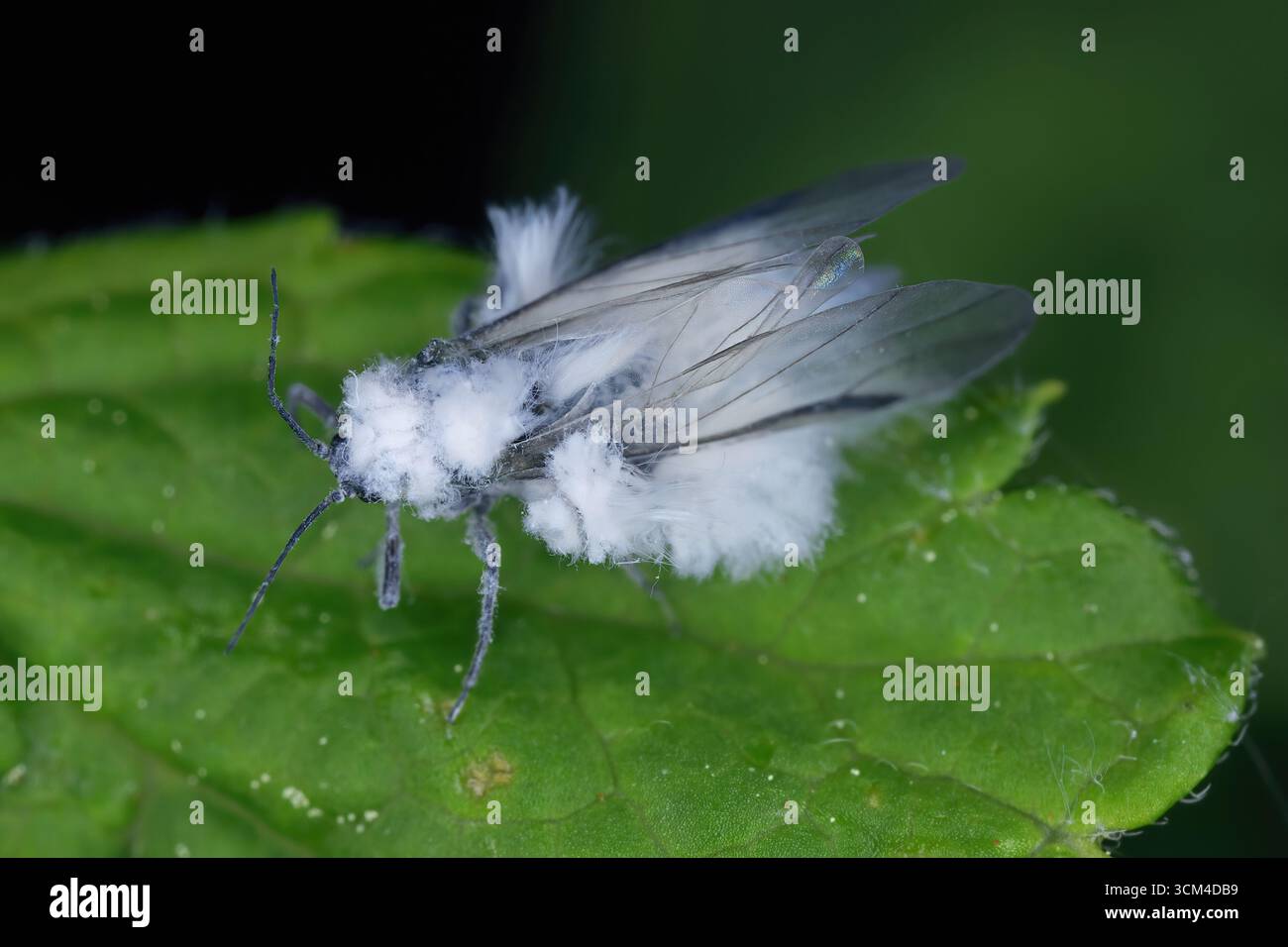 Woolly beech aphid, Phyllaphis fagi. Serious pest in European beech ...