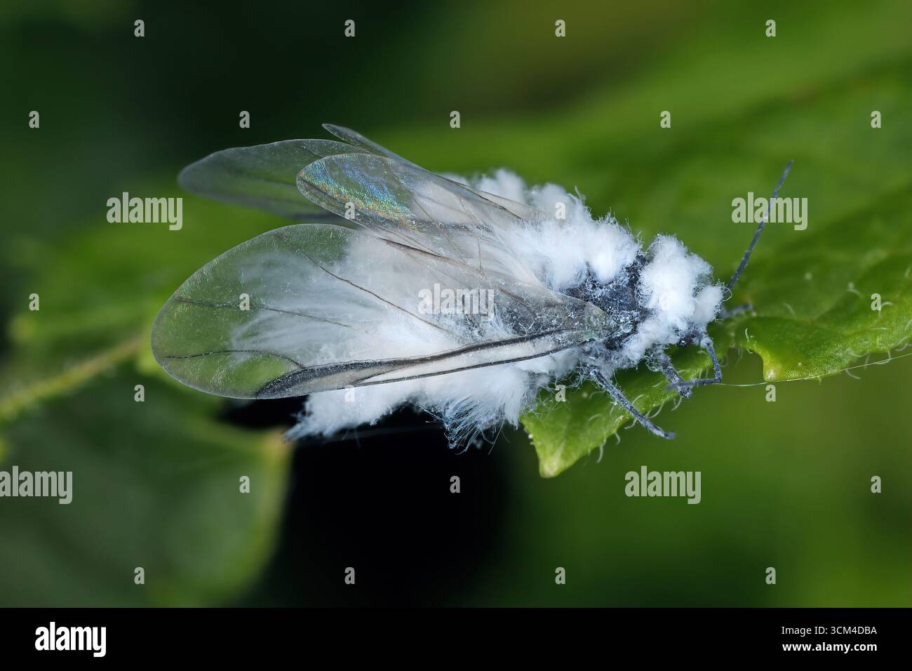 Woolly beech aphids hi-res stock photography and images - Alamy