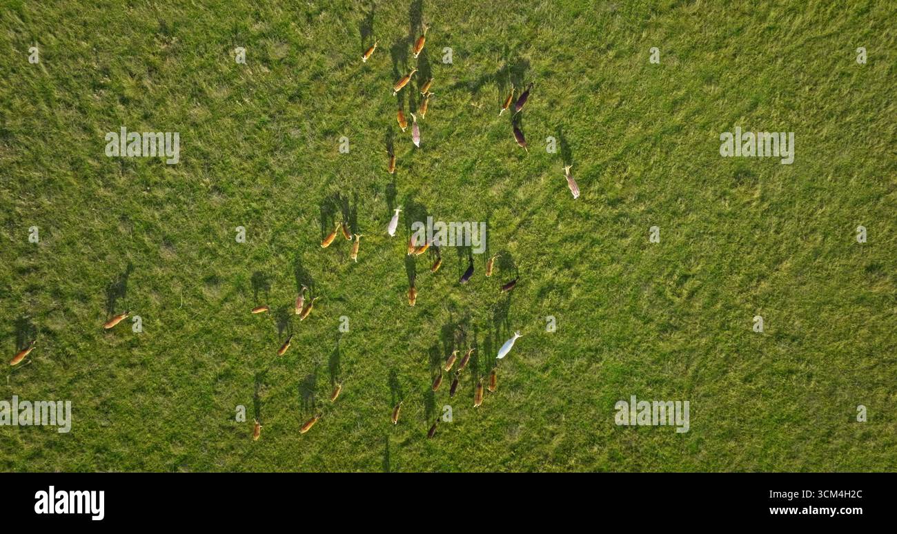 Wild deer casting long shadows hi-res stock photography and images - Alamy