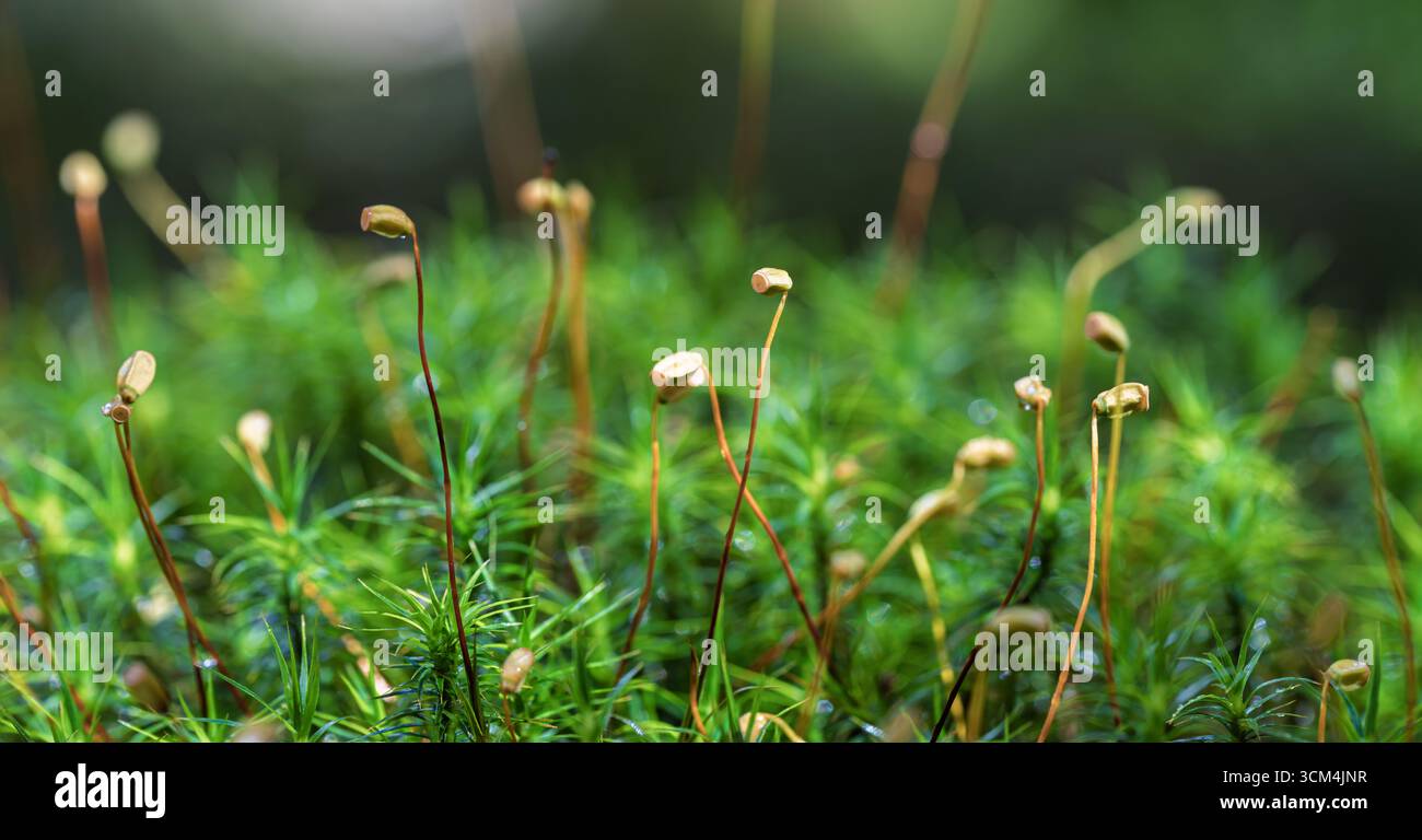 Polytrichum commune moss with sporophytes and capsules in forest macro ...