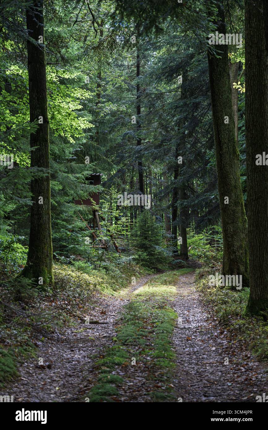 Forest path with hunting stand hidden among trees in natural woodland ...