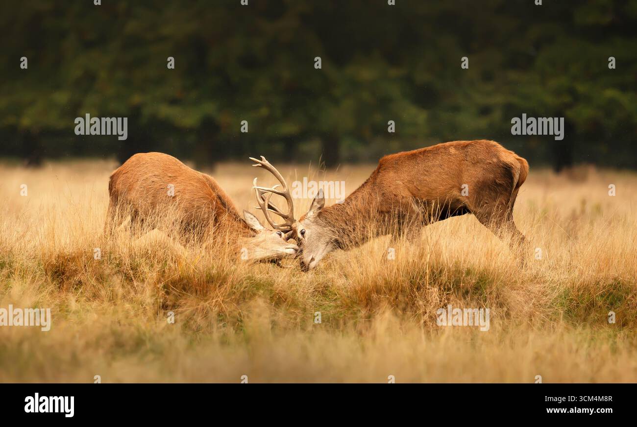 Two young red deer stags locking antlers in a fight during the rutting ...