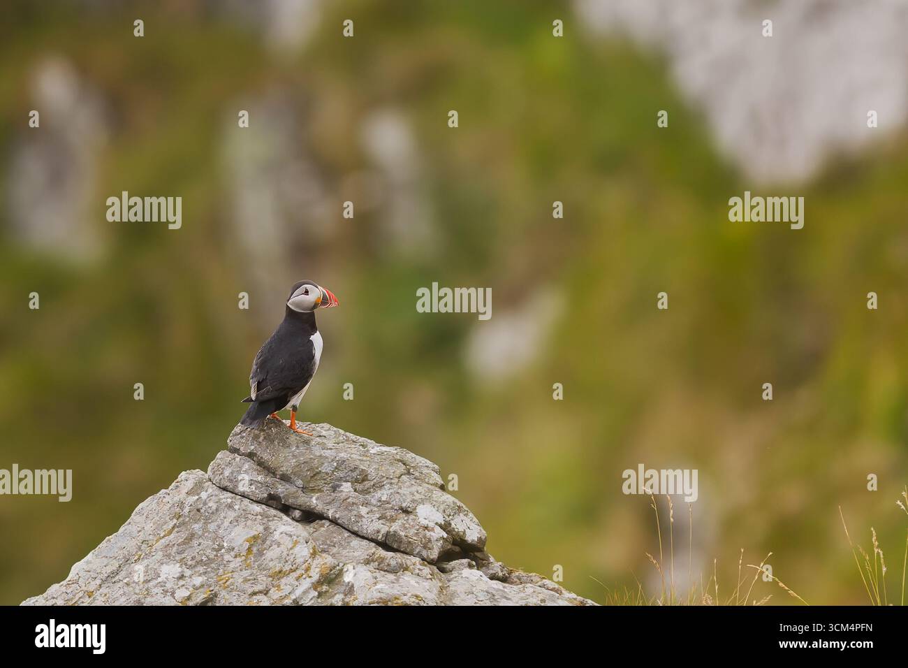An Atlantic Puffin (Fratercula arctica) stands proudly on a rocky ...