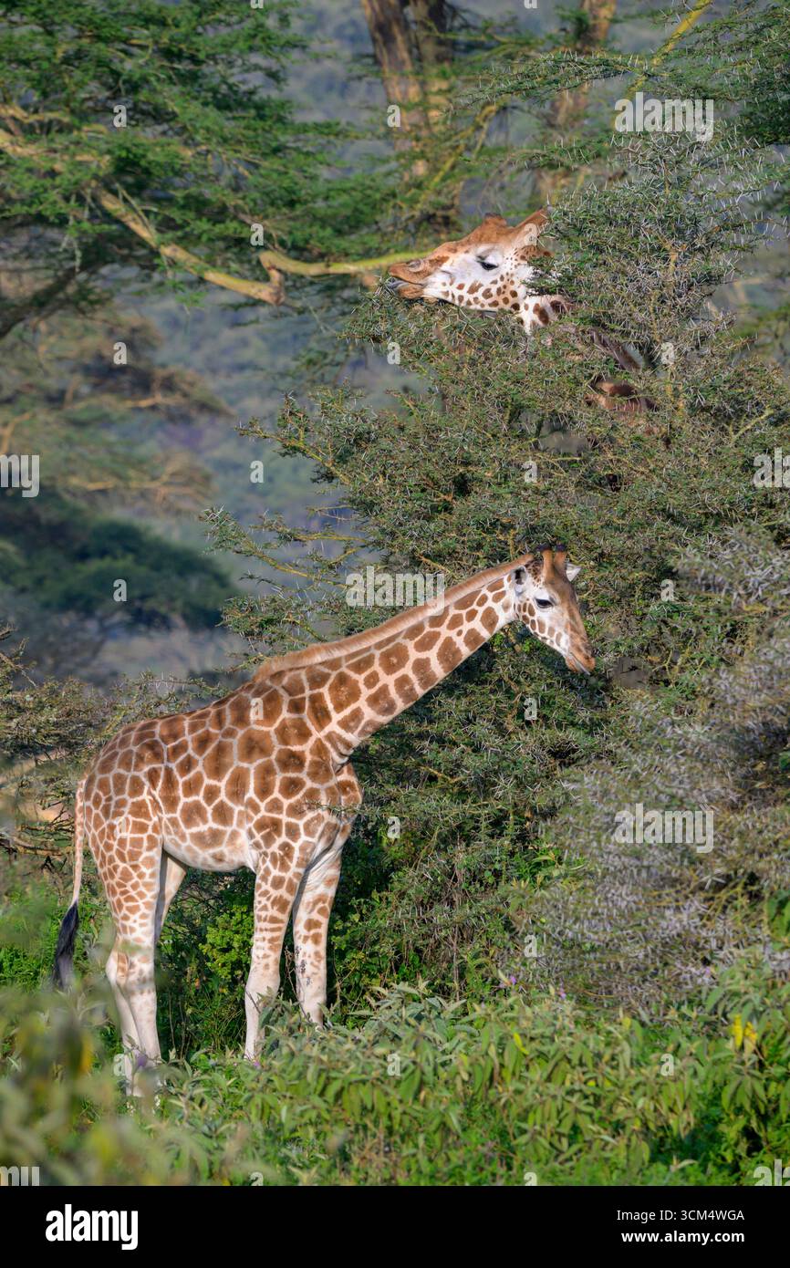 Giraffe giraffa camelopardalis two hi-res stock photography and images ...