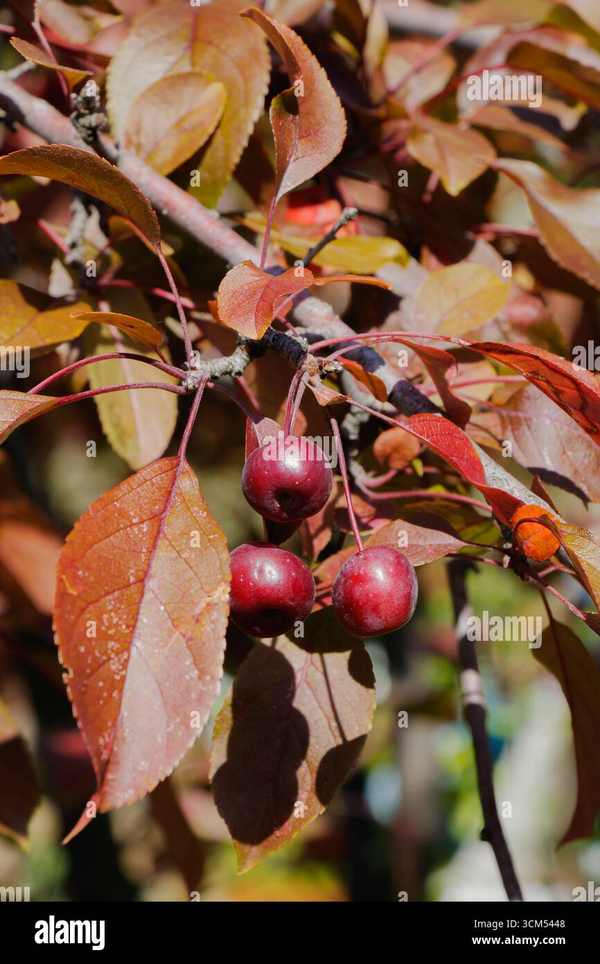Malus small red fruits hi-res stock photography and images - Alamy