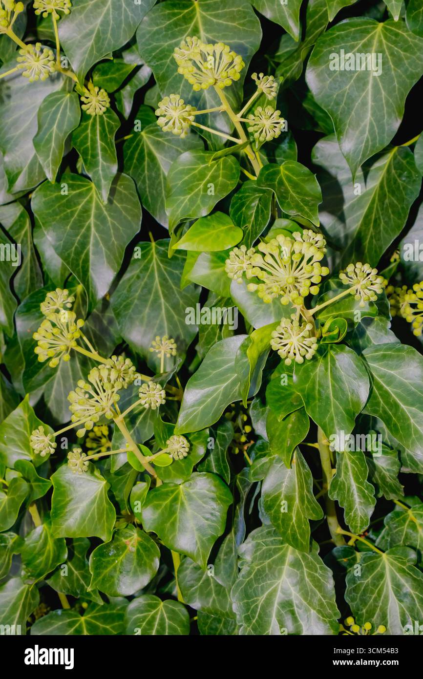 Clusters of round flower buds hi-res stock photography and images - Alamy