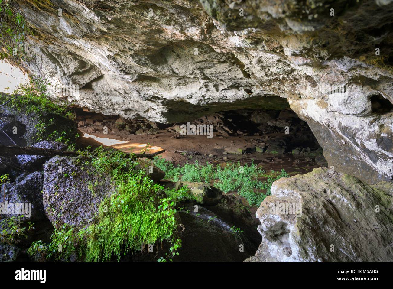 Kitum Cave, roost of several bat species including Egyptian rousette ...