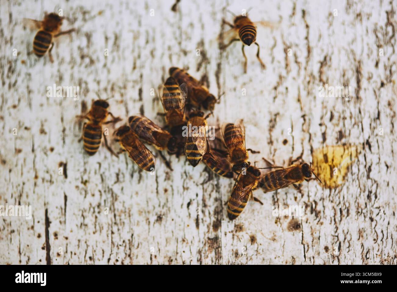 Honey bees gather work together hi-res stock photography and images - Alamy