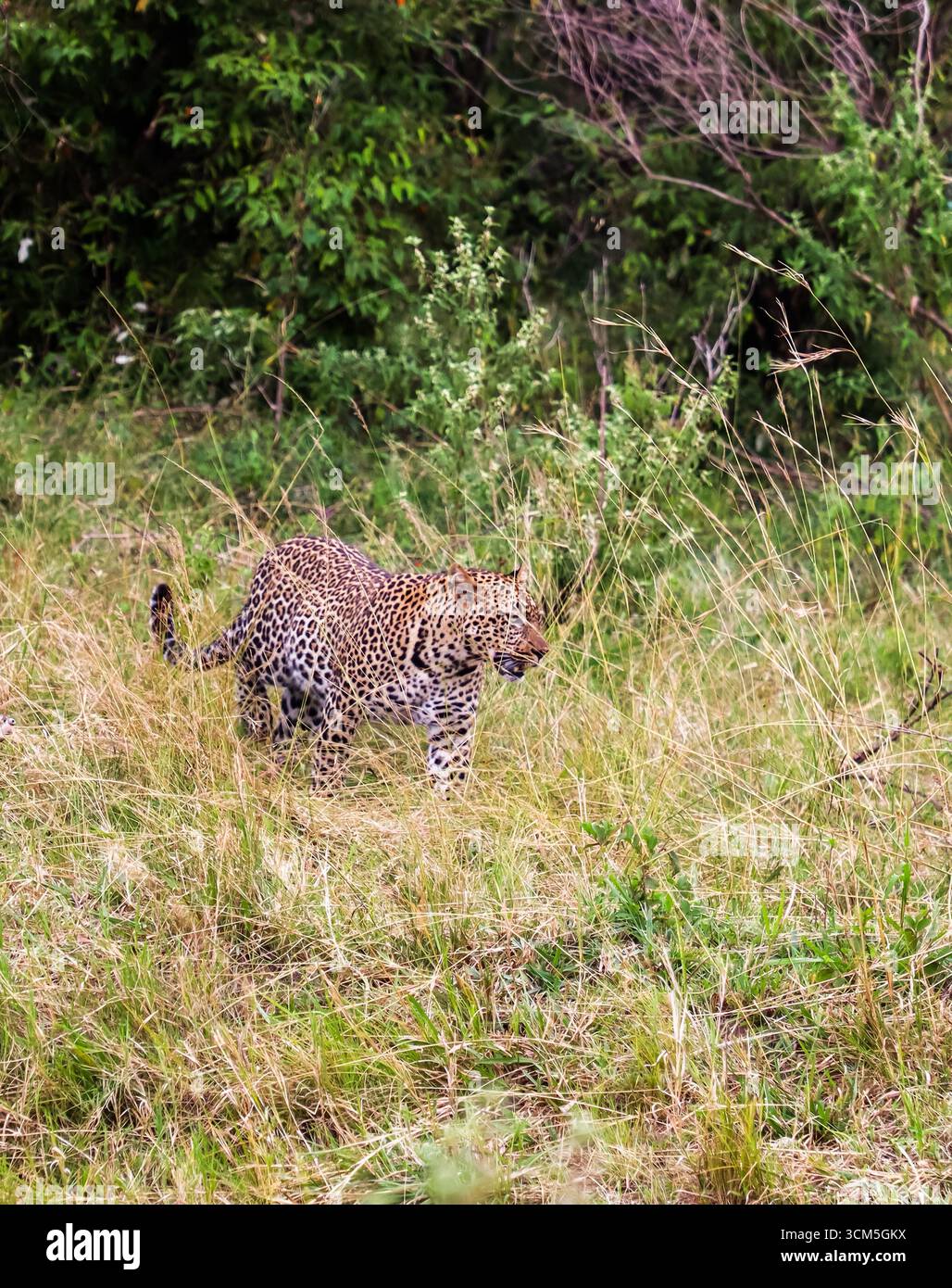Leopard stealthily moving through hi-res stock photography and images ...