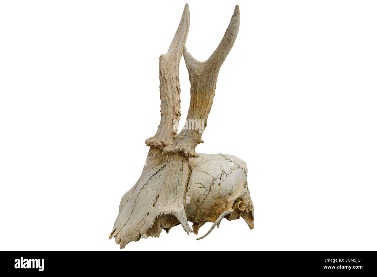 Vintage Deer Skull with Antlers on White Stock Photo - Alamy
