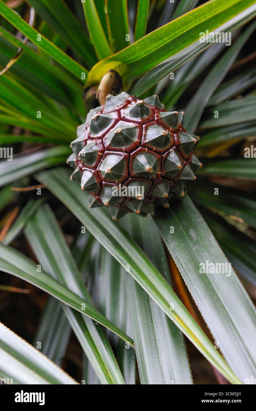 Fruit of pandanus tree, National Conservatory and Botanical Garden of ...