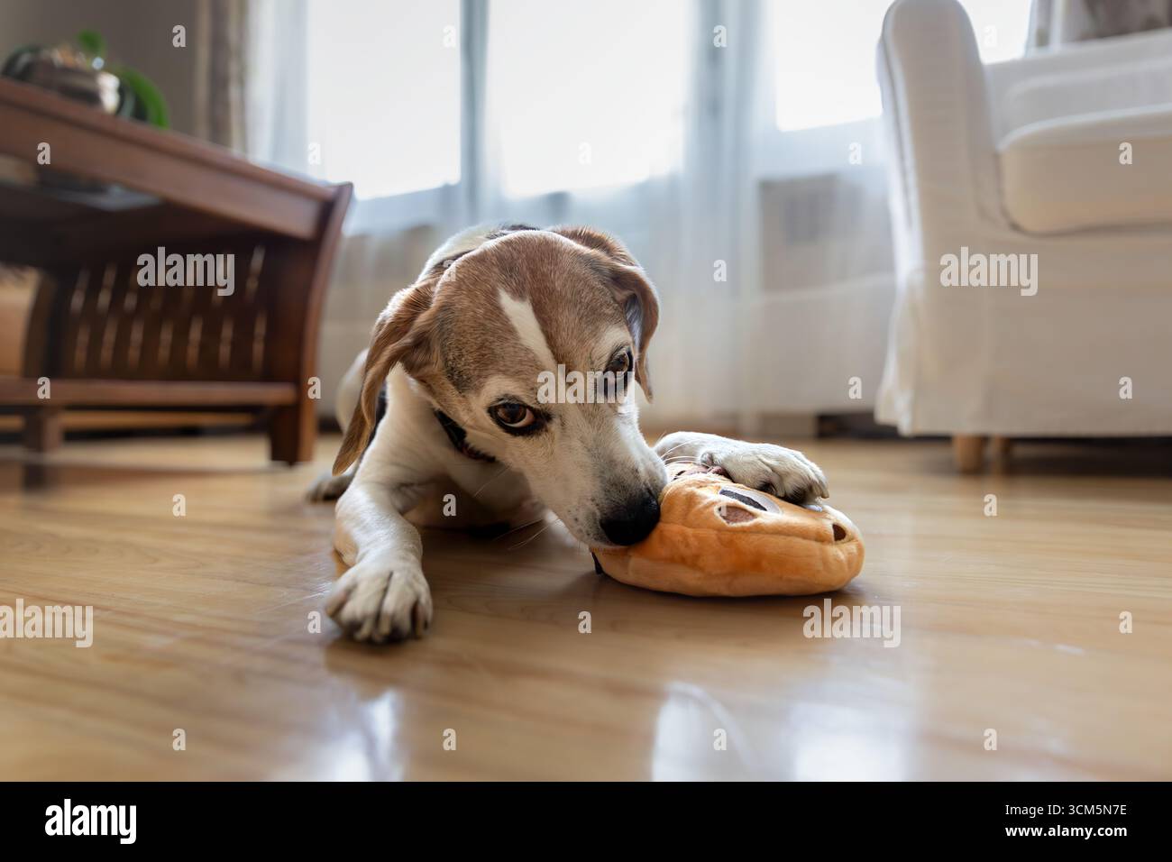 Interactive dog toy hi-res stock photography and images - Alamy