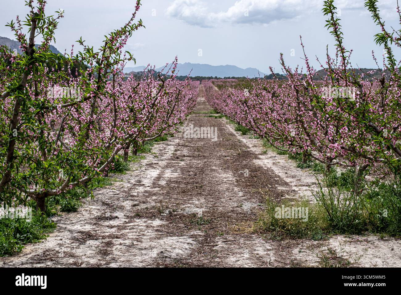 Blooming almond trees create hi-res stock photography and images - Alamy