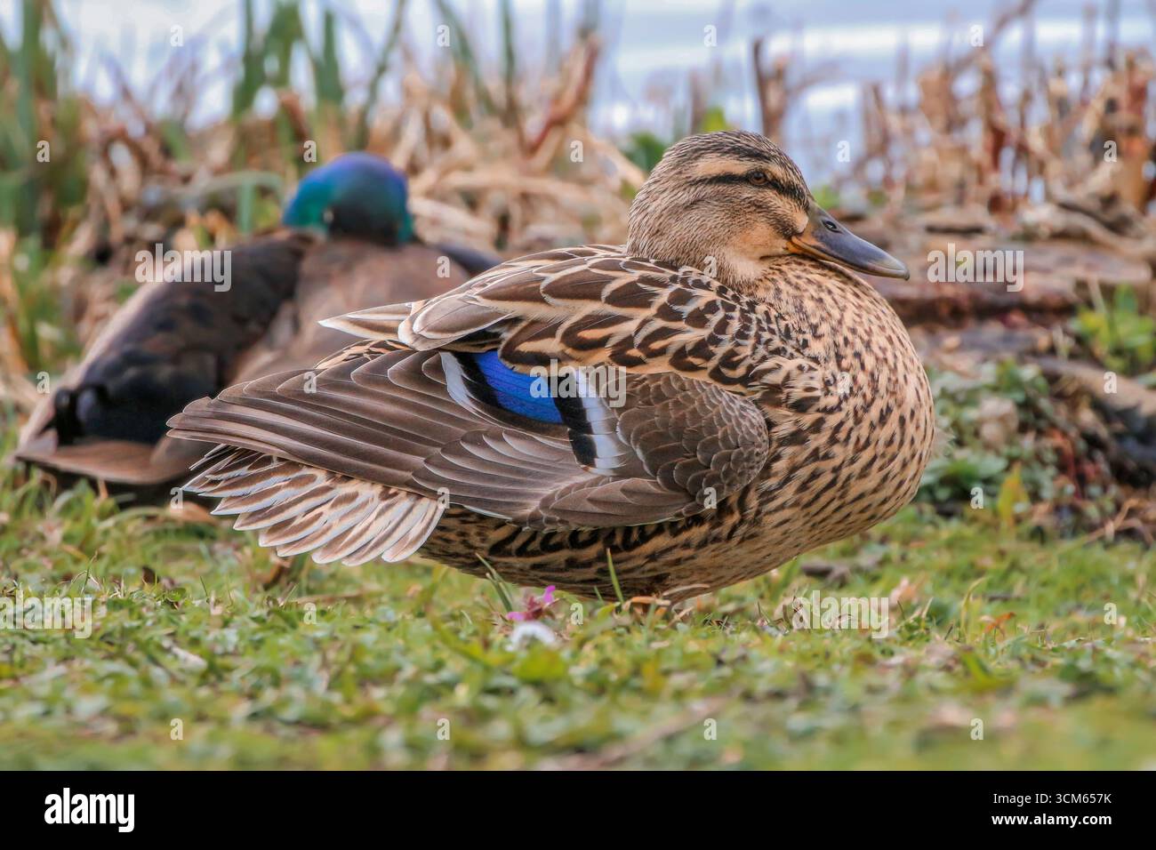 A Mallard Duck Hen (Anas Platyrhynchos) with a puffed chest by a lake ...