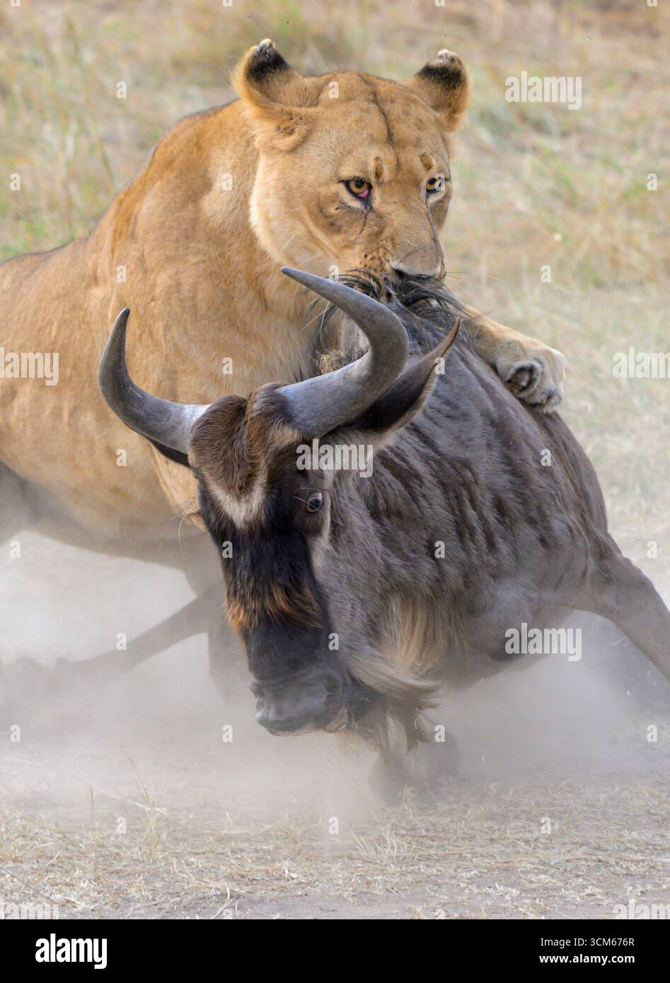 African lion female lioness (Panthera leo) hunting and killing a blue ...