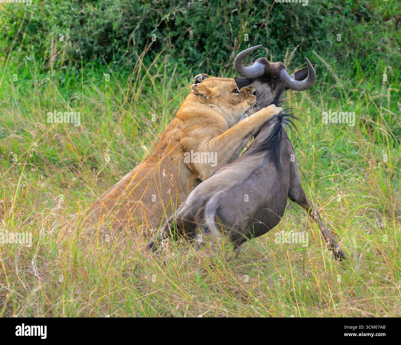 Female lion attacking wildebeest hi-res stock photography and images ...
