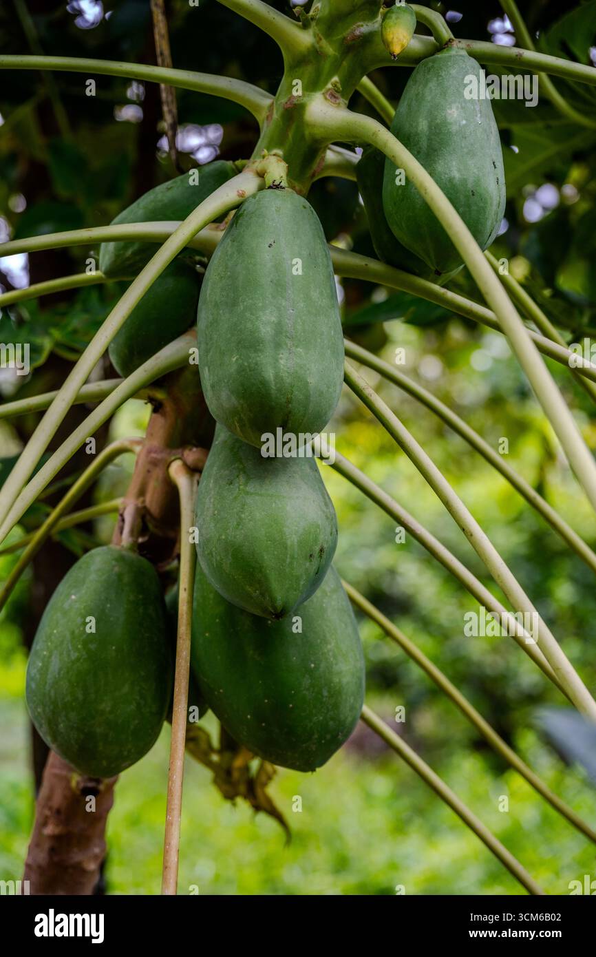 Unripe green papayas hang in clusters from a papaya tree in a tropical ...
