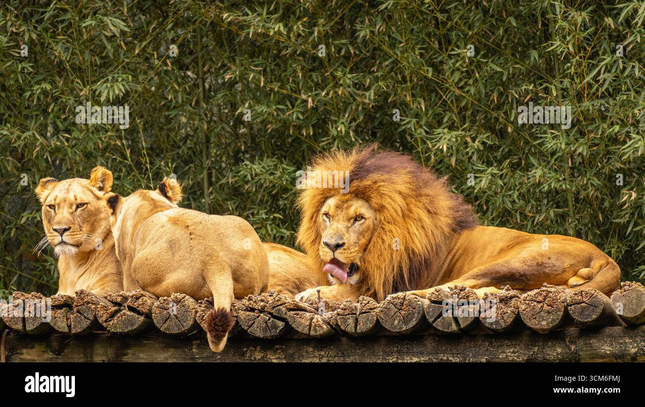 A family of Lions, in the Sao Paulo Zoo, in Brazil Stock Photo - Alamy