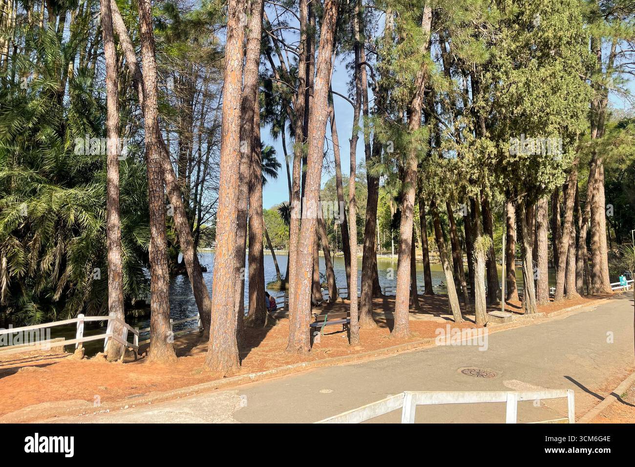 National park Horto Florestal. Sao Paulo, Brazil. September 7, 2025 ...
