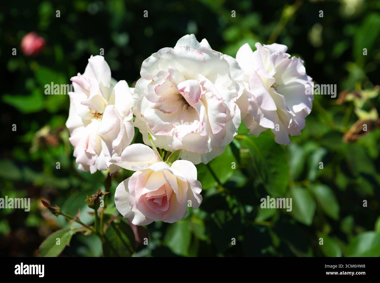 Four Charles Aznavour roses blooming together in soft white and pink ...
