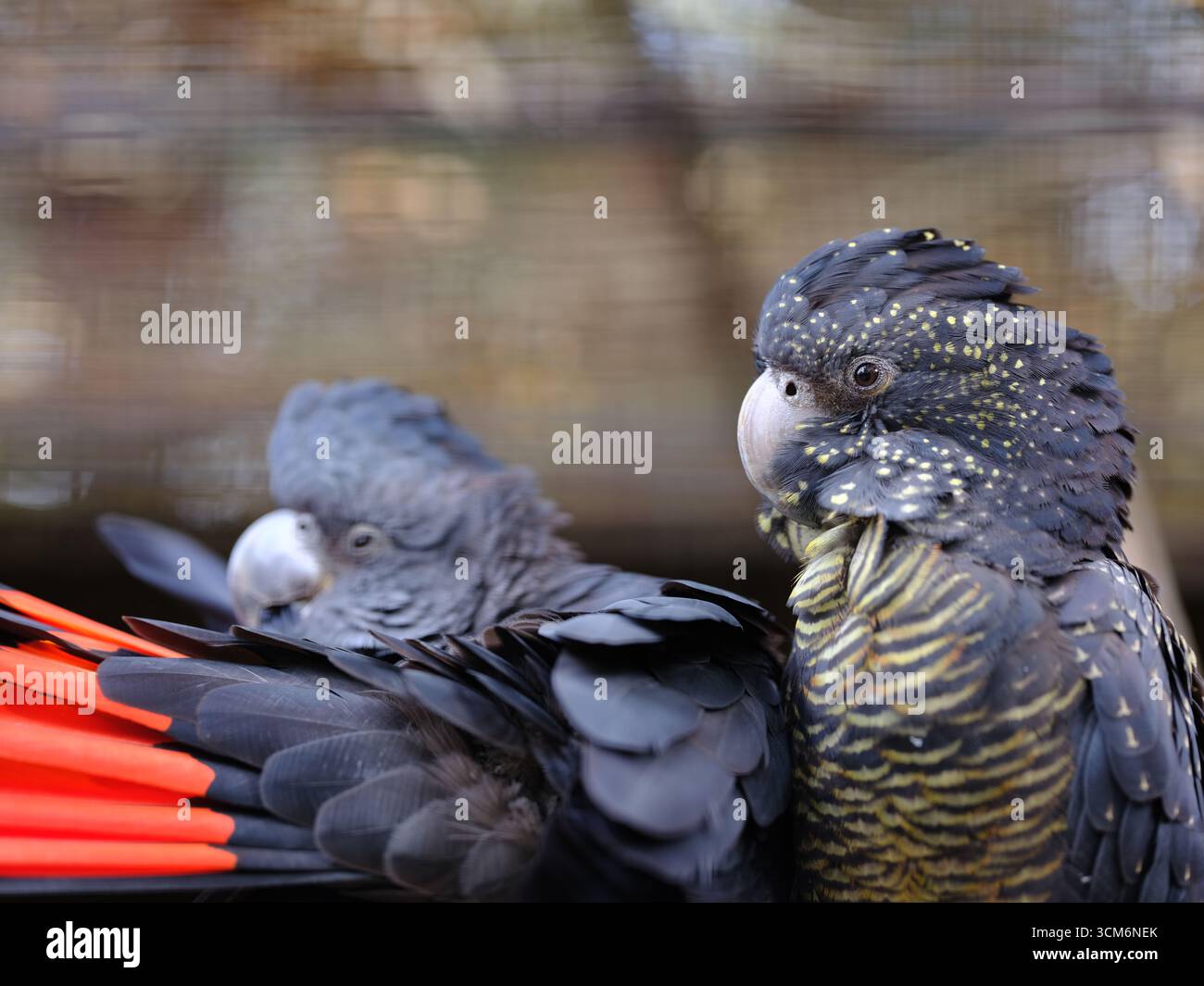Two magnificent charming Red-tailed Black Cockatoos in dazzling beauty ...