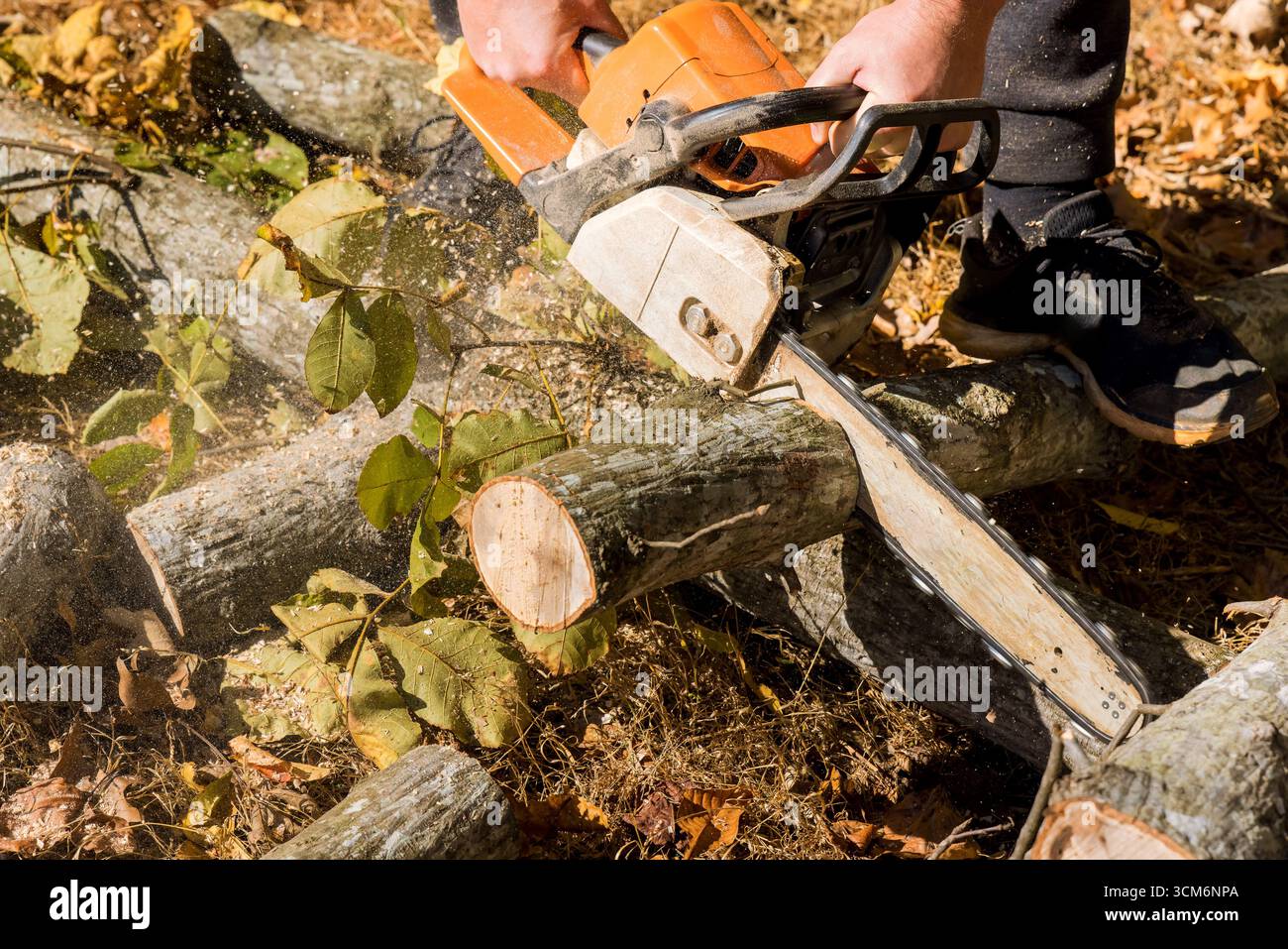Individual operates chainsaw to slice through logs in wooded area ...