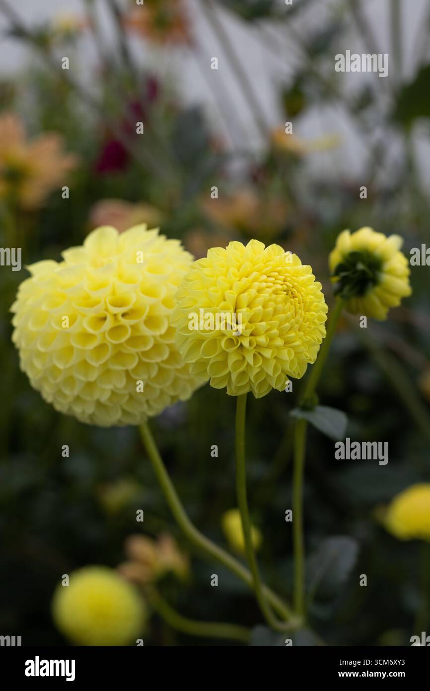 Dahlia 'Irish delight' flowers Stock Photo - Alamy