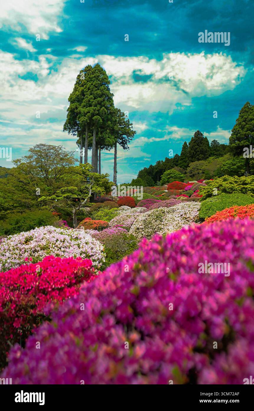 Colorful azaleas in full bloom at the garden of Hotel de Yama, Hakone ...