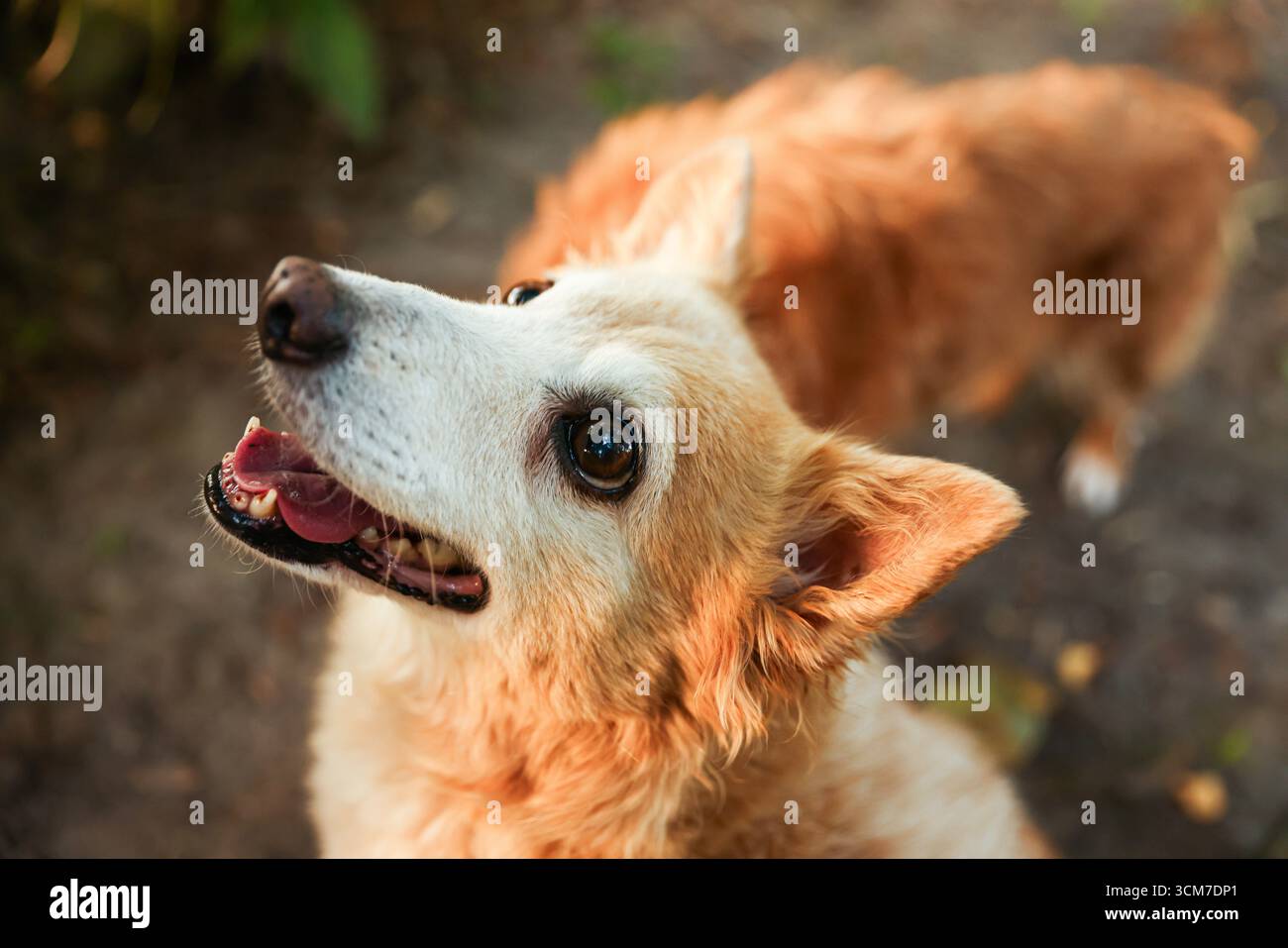 Cute stray dogs outdoors, selective focus. Homeless animal Stock Photo ...