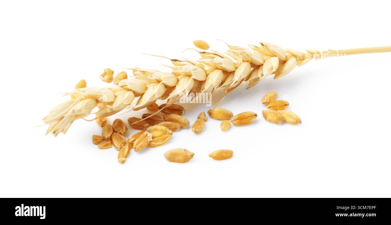 Wheat grains and dry spike isolated on white Stock Photo - Alamy