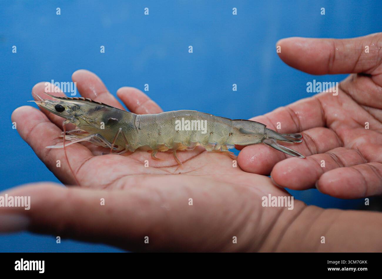 Sustainable shrimp hi-res stock photography and images - Alamy