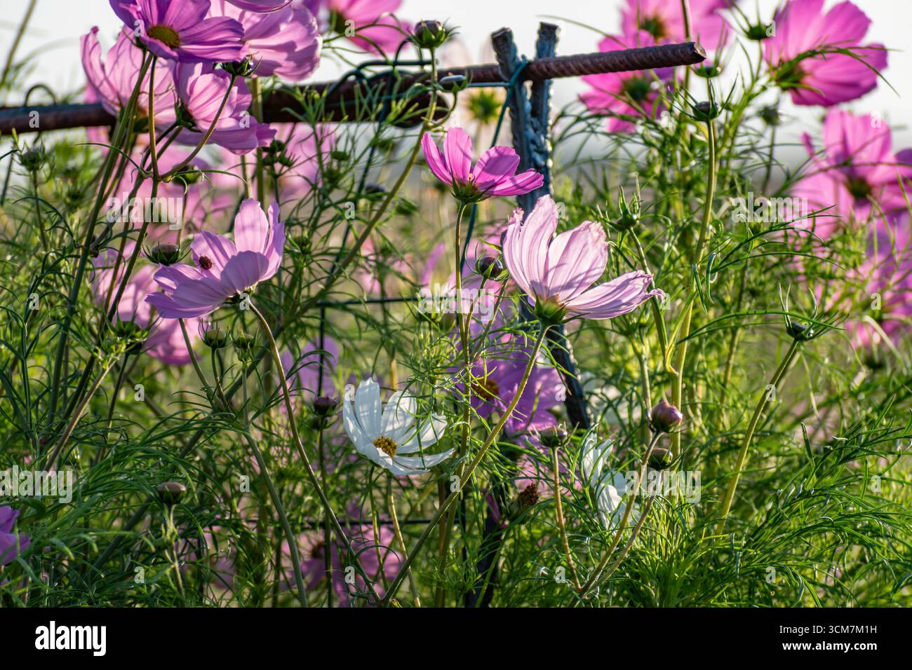 Cosmos flowers in a pretty meadow, cosmos bipinnatus or Mexican aster ...