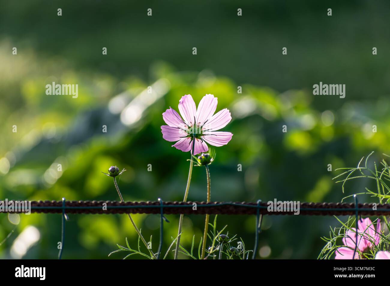 Cosmos flowers in a pretty meadow, cosmos bipinnatus or Mexican aster ...