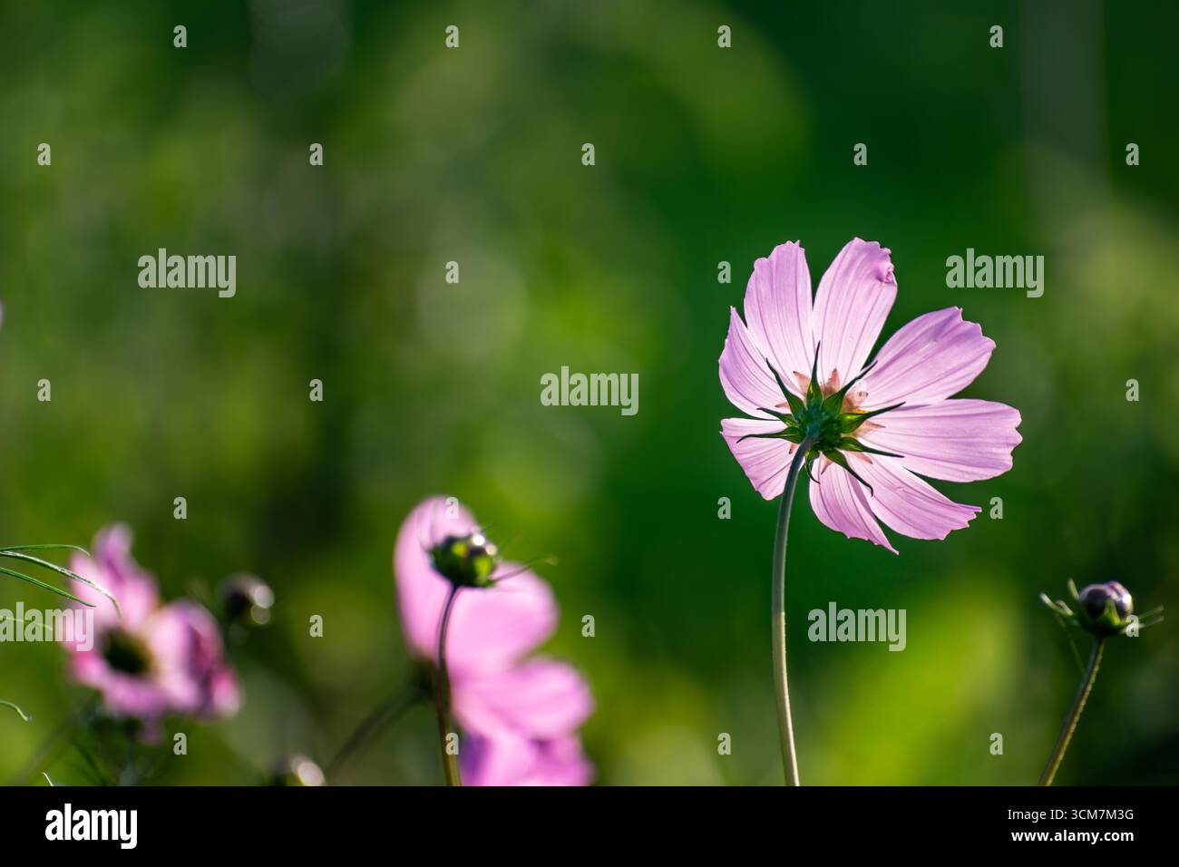 Cosmos flowers in a pretty meadow, cosmos bipinnatus or Mexican aster ...