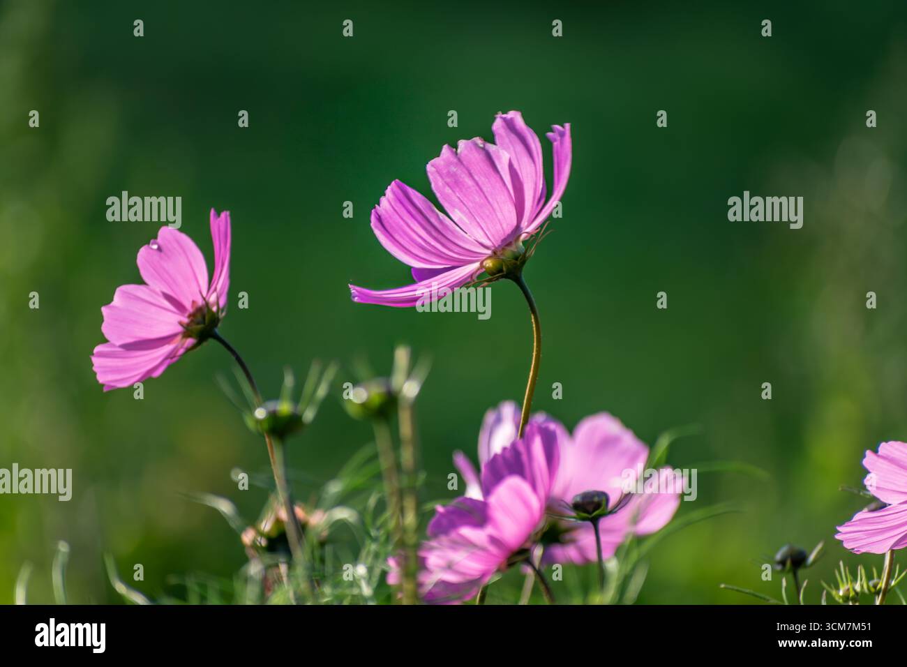 Cosmos flowers in a pretty meadow, cosmos bipinnatus or Mexican aster ...