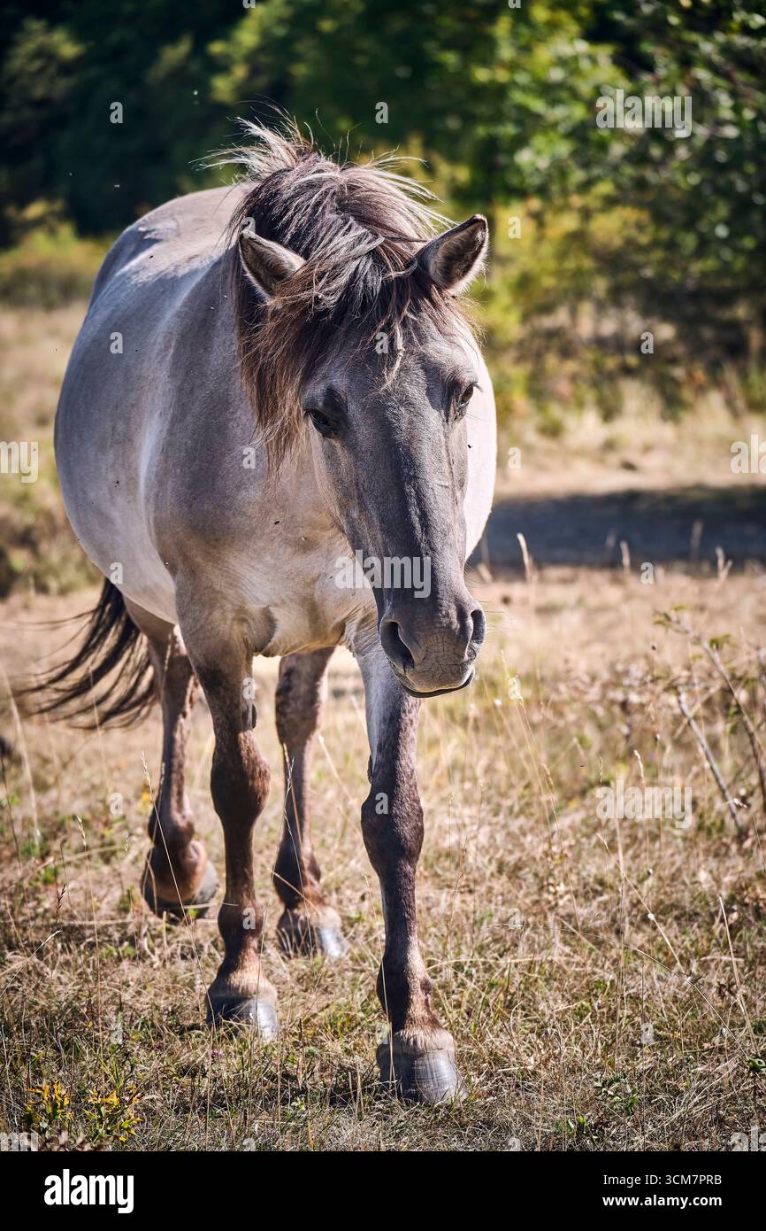 Konik polski. Ein Konik polski weidet auf der Naturerbefläche Rödel bei ...