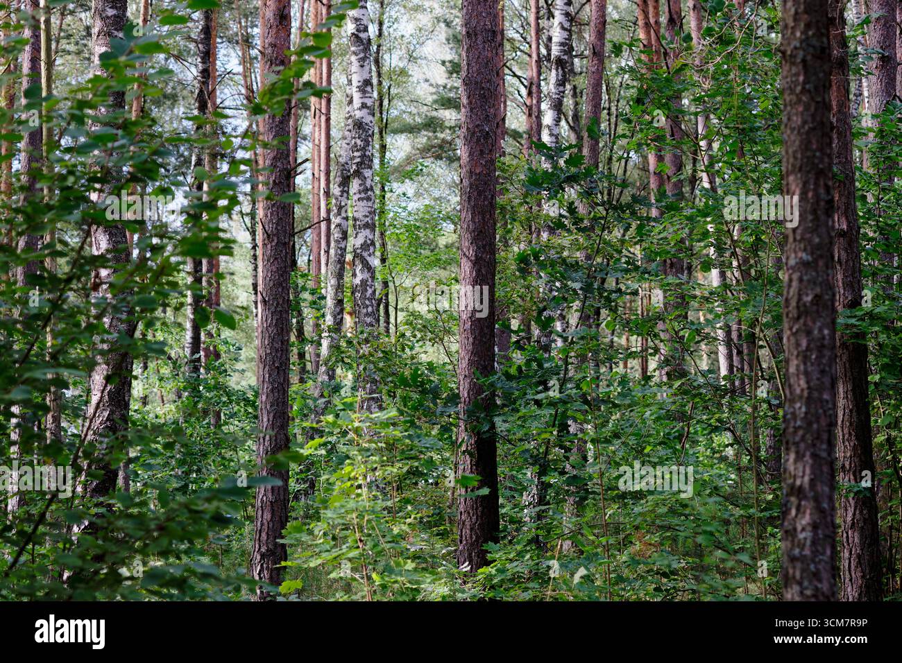 Sunlight dances through the tall trees, casting playful shadows on the ...