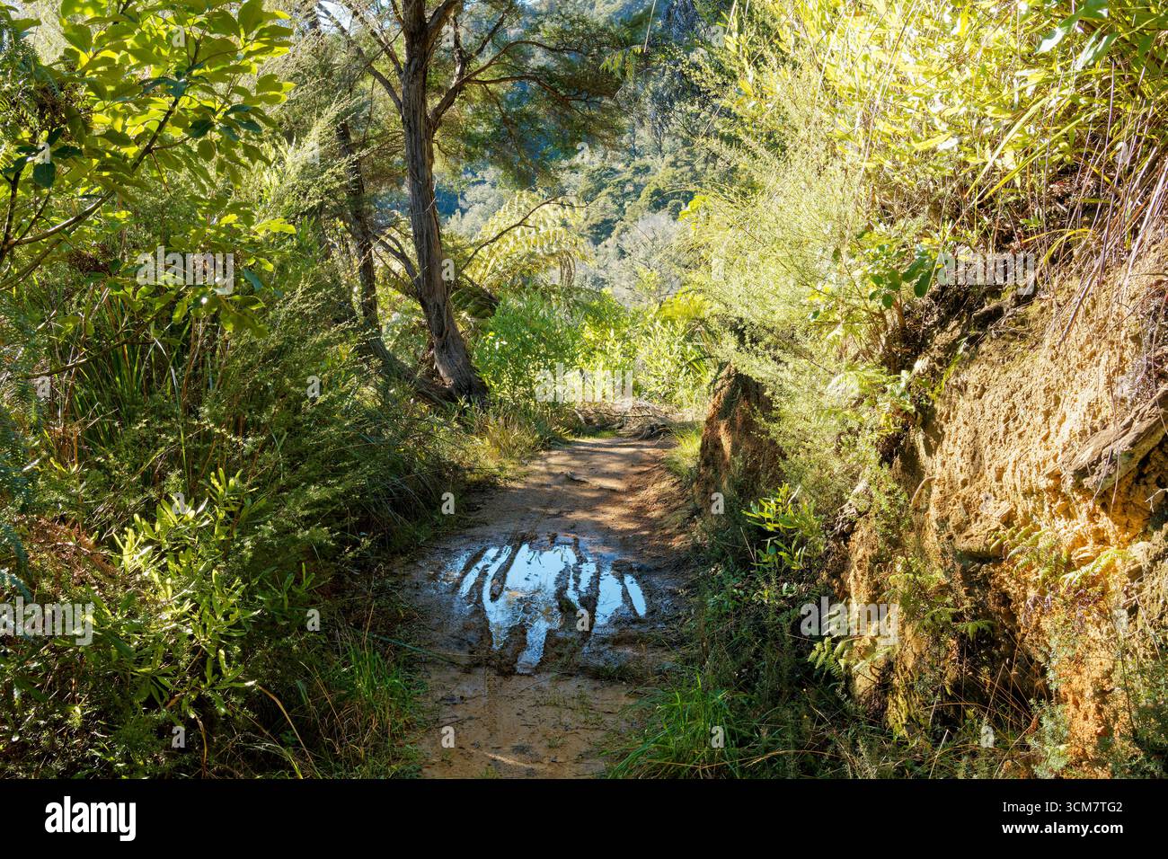 Mountain bike tracks in mud on the Link Pathway between Ngakuta Bay and ...