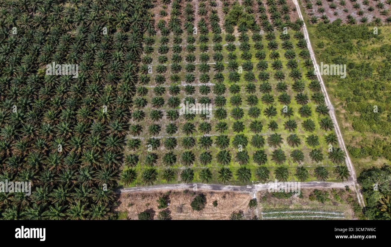 Palm oil plantation in Kalimantan, Borneo, Indonesia, Asia Stock Photo ...