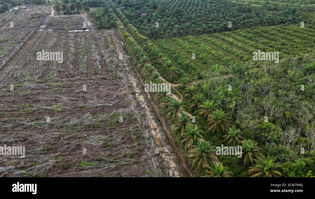 Palm oil plantation in Kalimantan, Borneo, Indonesia, Asia Stock Photo ...
