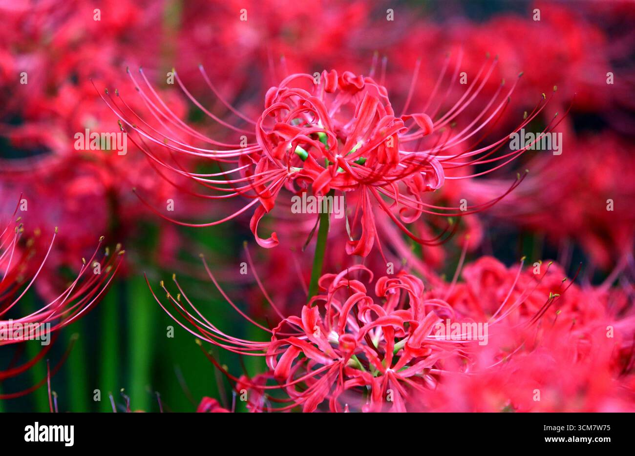 Red spider lily flowers bloom in Xi'an City, northwest China's Shaanxi ...