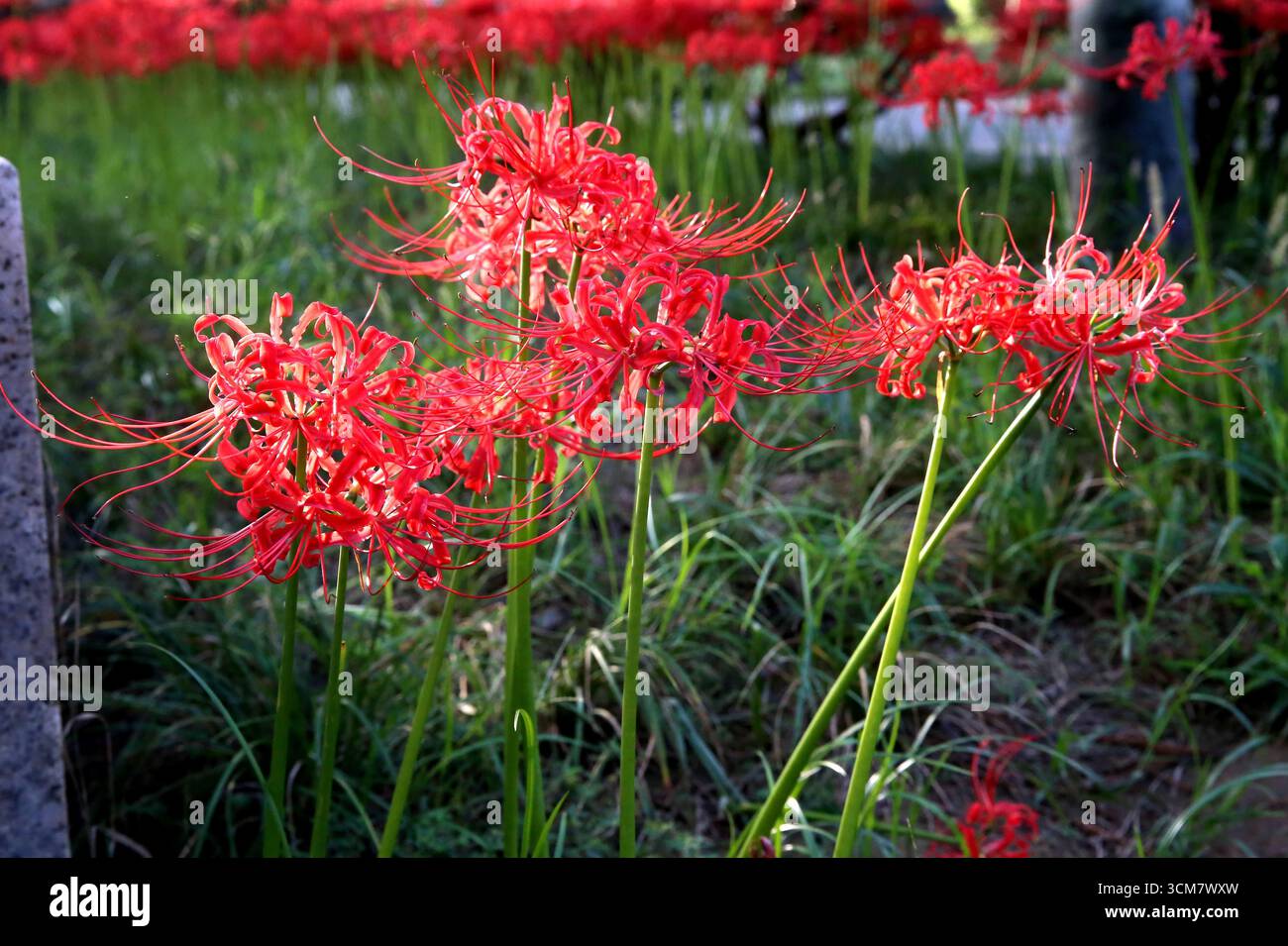 Red spider lily flowers bloom in Xi'an City, northwest China's Shaanxi ...
