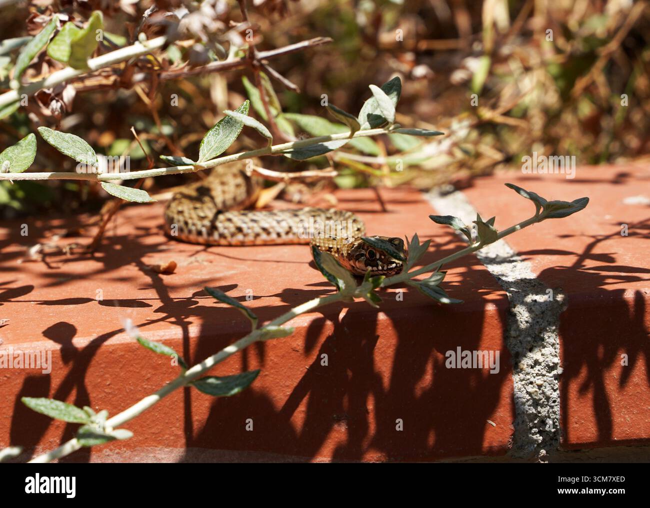 Snake basks in sun hi-res stock photography and images - Alamy