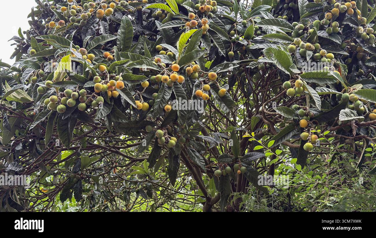 Loquat evergreen tree with Yellow fruits Stock Photo - Alamy