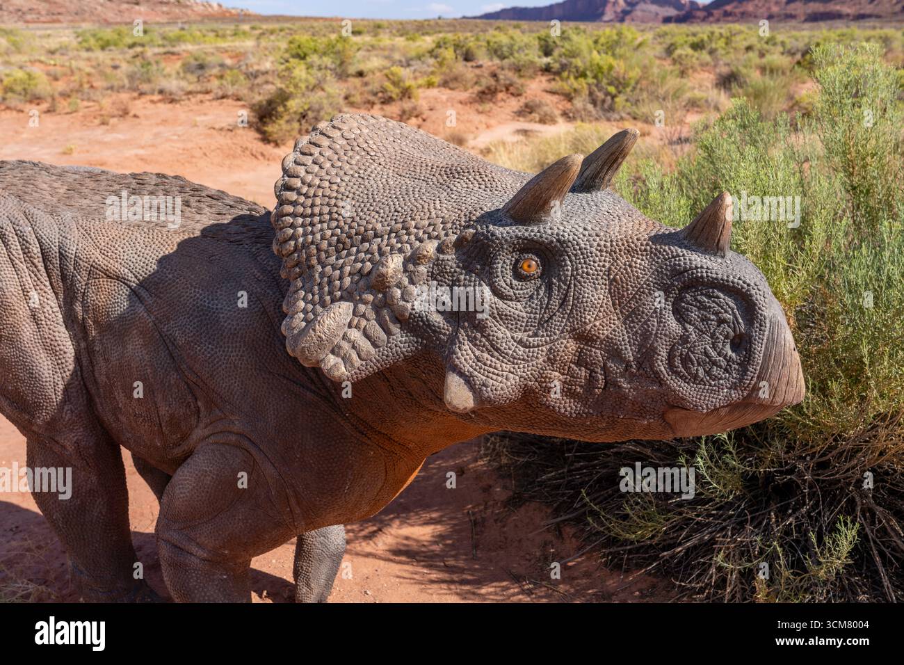 Life-size replica of the ceratopsid dinosaur Avaceratops lammersii the ...