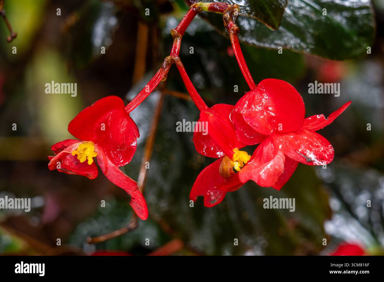 Scarlet Begonia, Genus Begonia, in bloom in the Botanical Garden, La ...